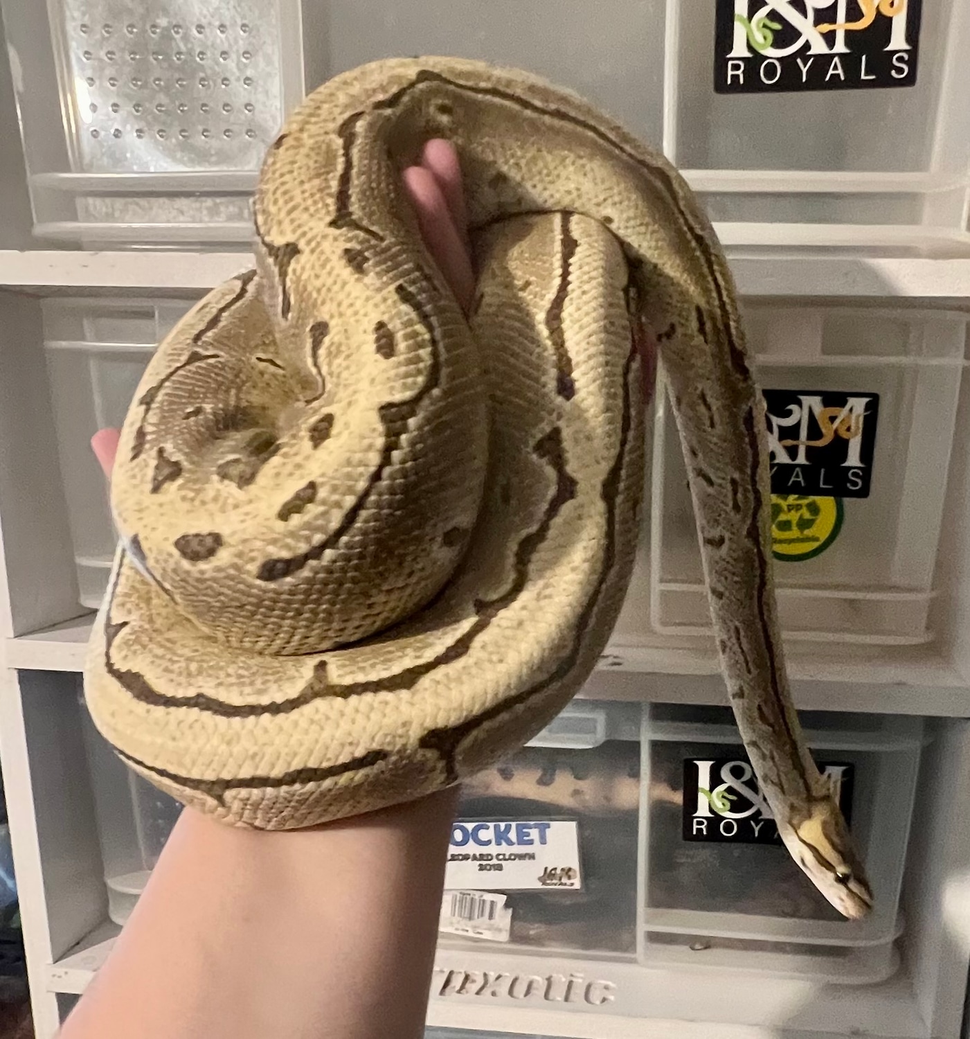 Pinstripe Desert Ghost Ball Python by I and M Royals - MorphMarket