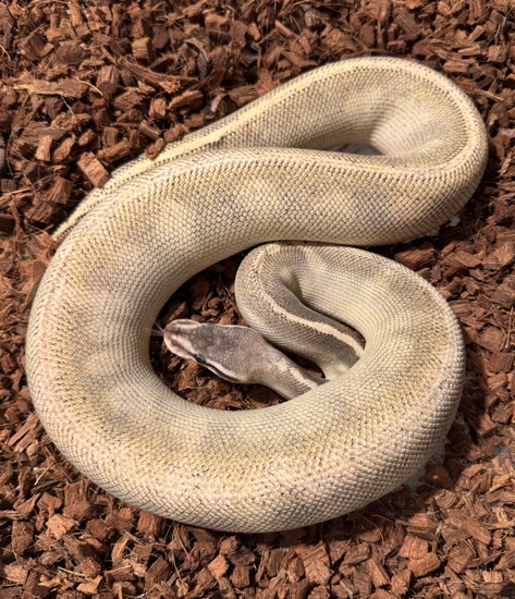 Hypo Blackhead Pastel GHI Phantom Ball Python by I and M Royals