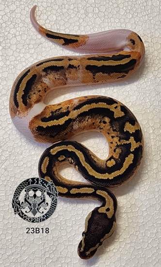 Pastel Leopard Piebald Ball Python by TSR Serpents