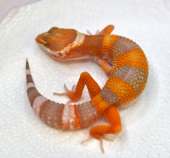 Tango Crush Fire Tremper Leopard Gecko by SquishyGeckos