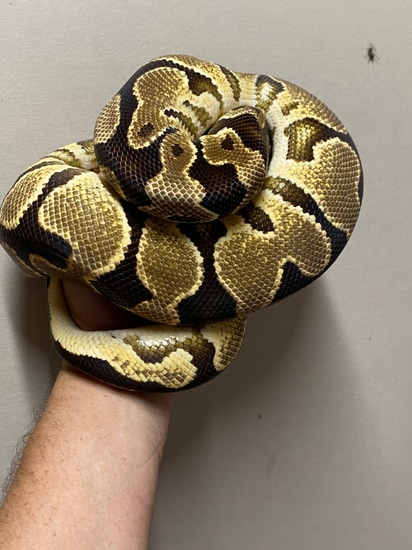 OD YB Ball Python by SR Pythons