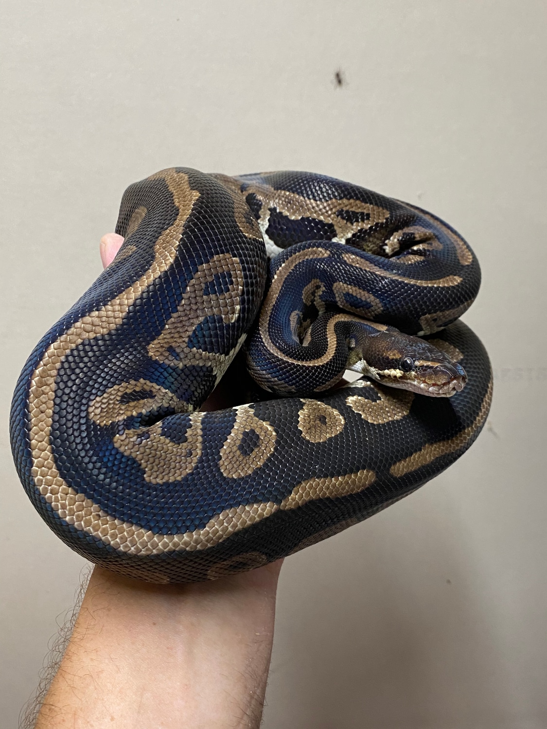 Blackhead Leopard Het Lavender Het Pied Ball Python by SR Pythons ...