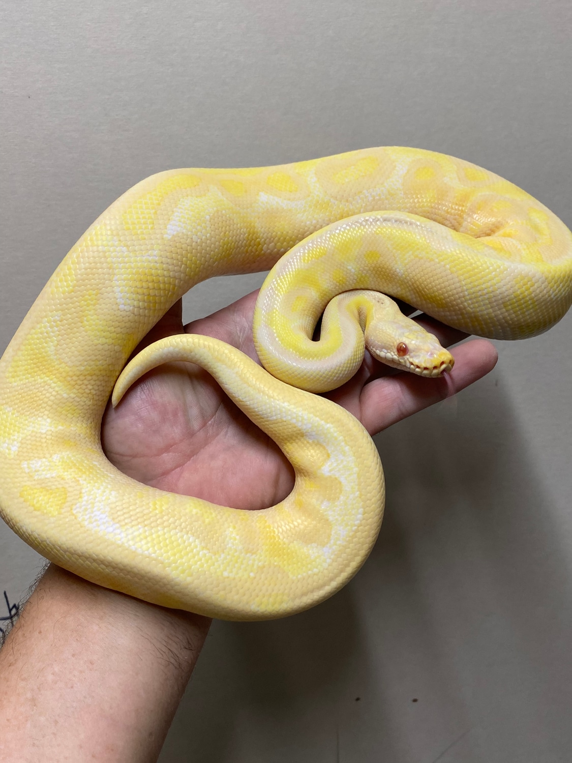 Leopard Albino Ball Python by SR Pythons - MorphMarket