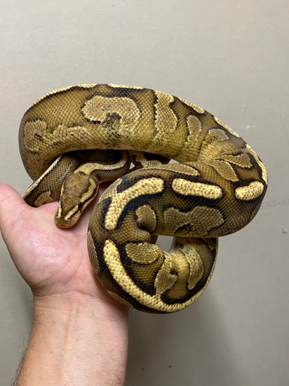 Fire YB Redstripe Ball Python by SR Pythons