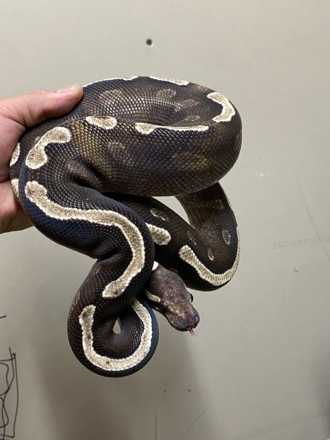 GHI Mojave Ball Python by SR Pythons - MorphMarket
