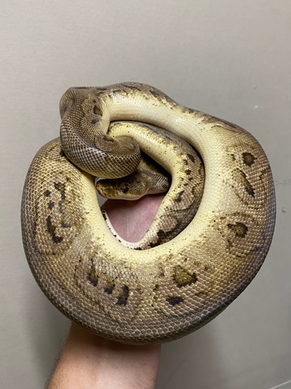 Black Pewter Clown Ball Python by SR Pythons