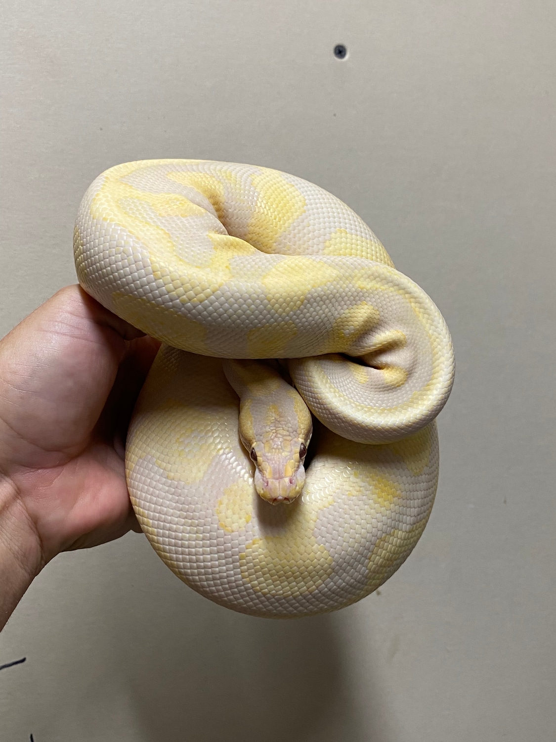 Leopard Lavender Het Pied Ball Python by SR Pythons - MorphMarket
