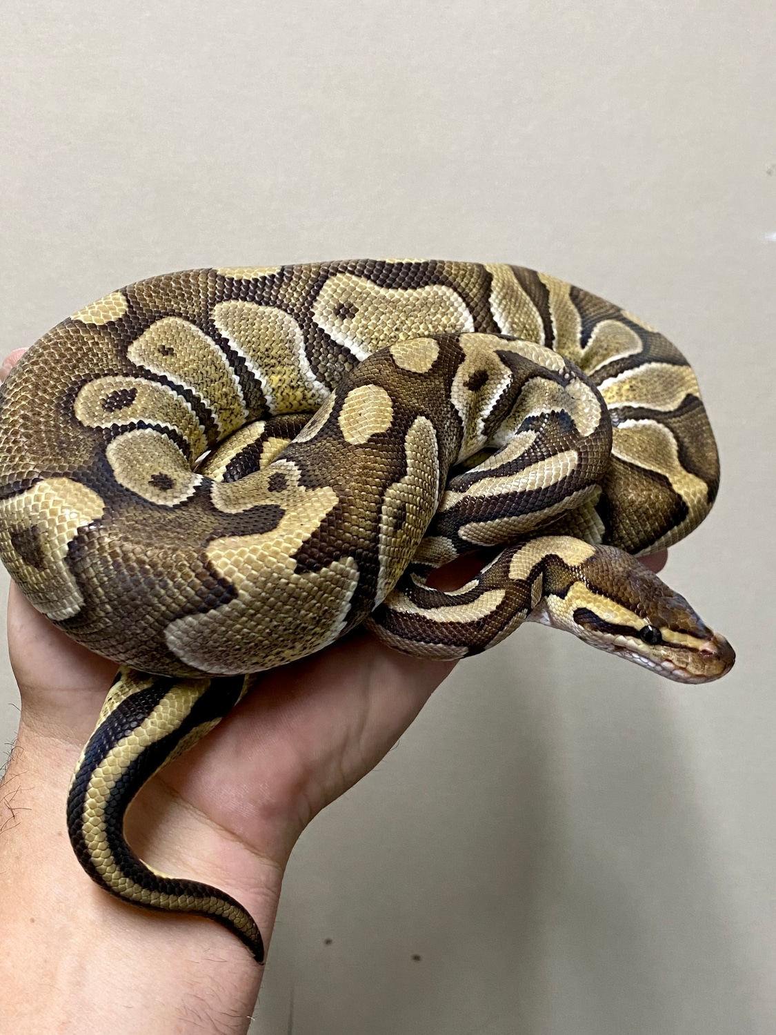 Chocolate 66% Het Clown Ball Python by SR Pythons - MorphMarket