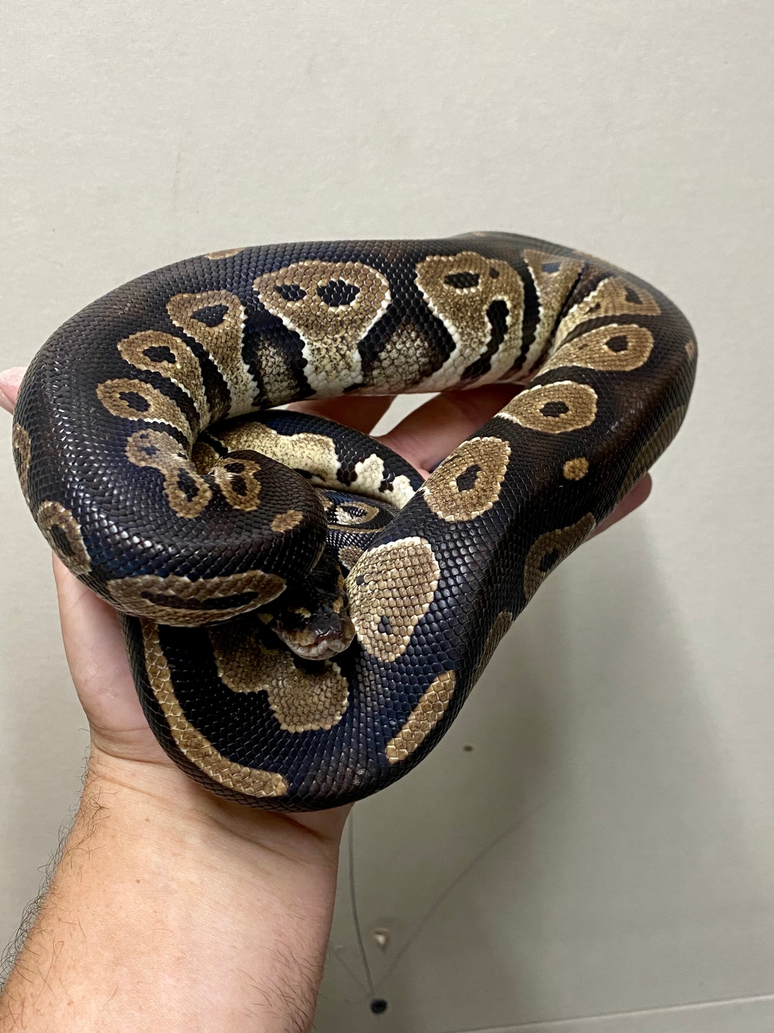 Blackhead 100% Het Sunset 66% Het Pied Ball Python by SR Pythons ...