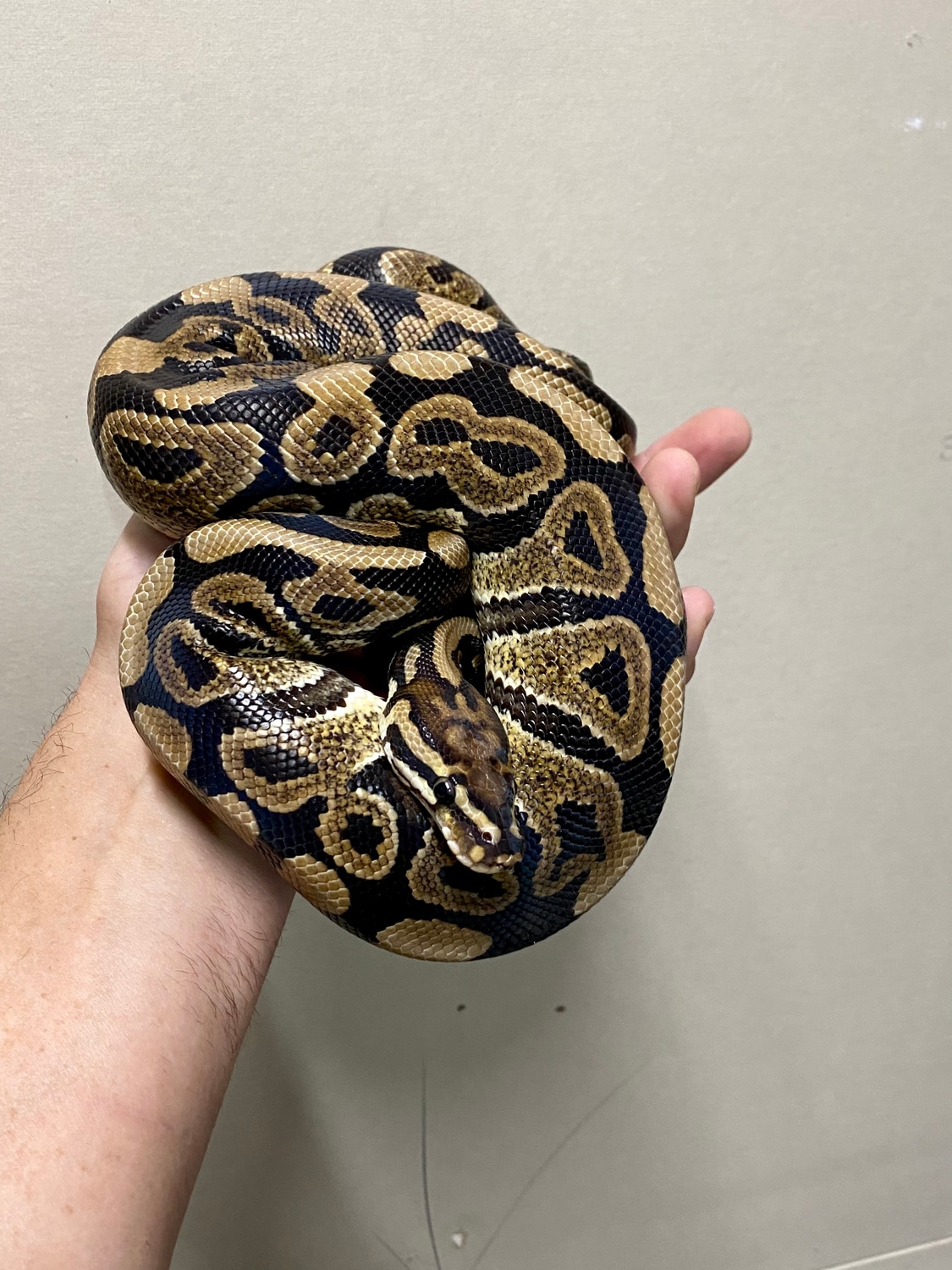 Spotnose YB Het Clown Ball Python by SR Pythons - MorphMarket