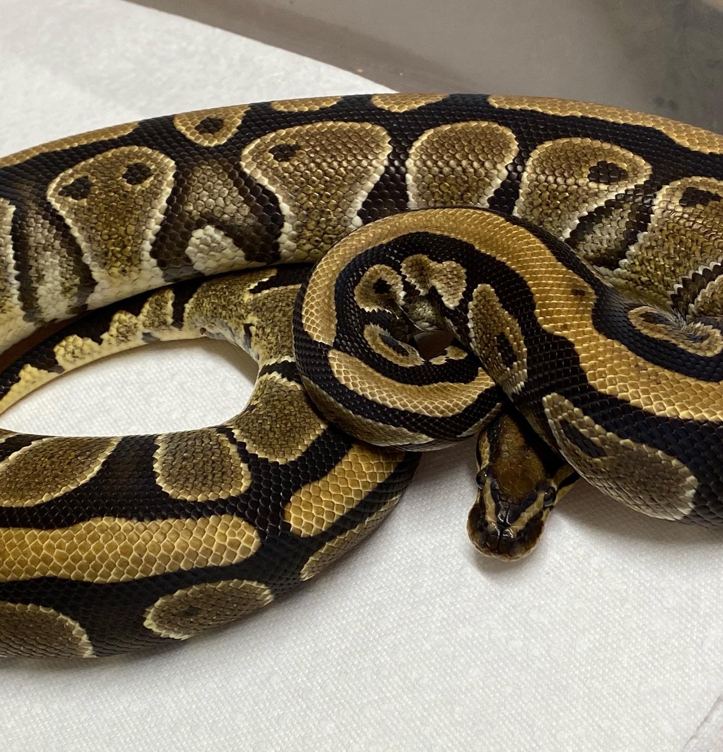 Double Het Clown/Pied Ball Python by SR Pythons - MorphMarket