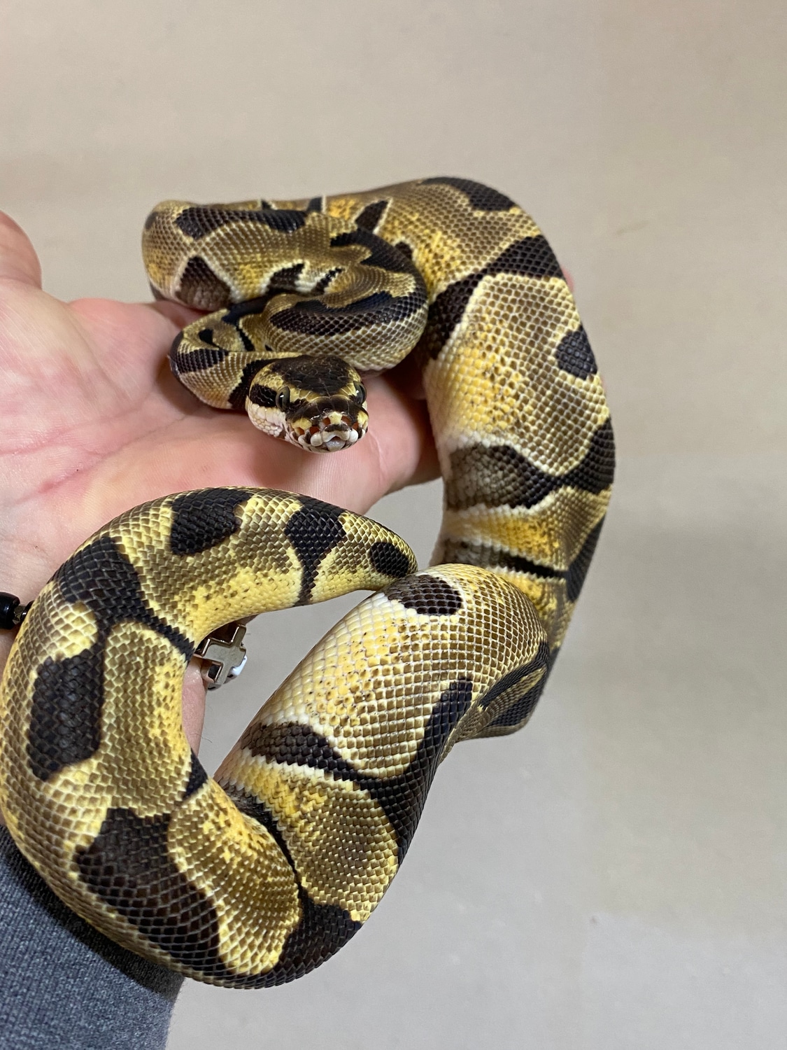 OD Enchi Het DG Het Cryptic Ball Python by SR Pythons - MorphMarket