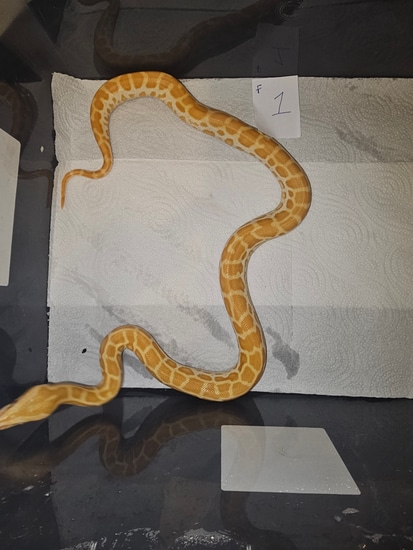 Hypo Albino Burmese Pythons by S and R Burmese Pythons