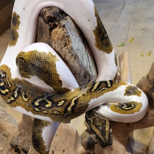 S and R Burmese Pythons - MorphMarket