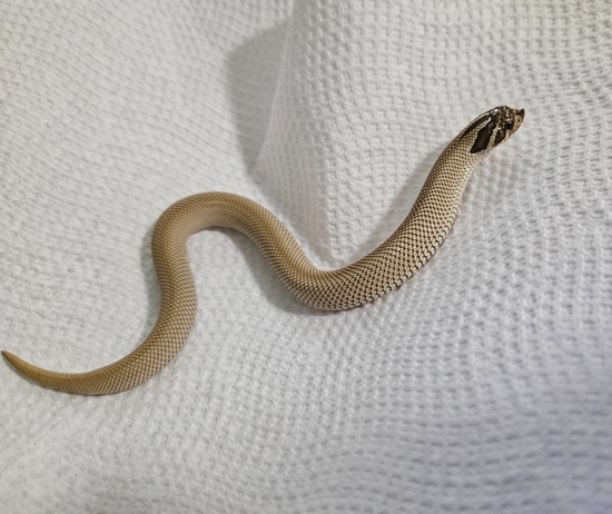Superconda Het Snow Western Hognose by Sarra's Haven