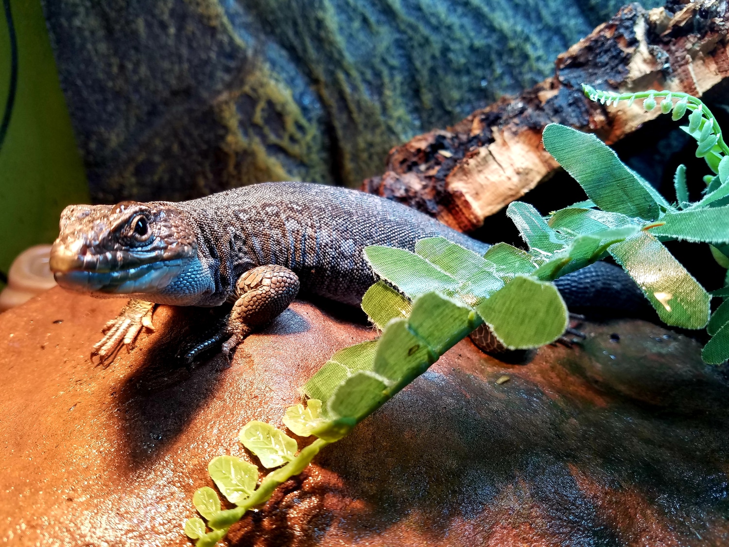 Melanistic Timon Lepidus More Lizard by JC Reptiles - MorphMarket