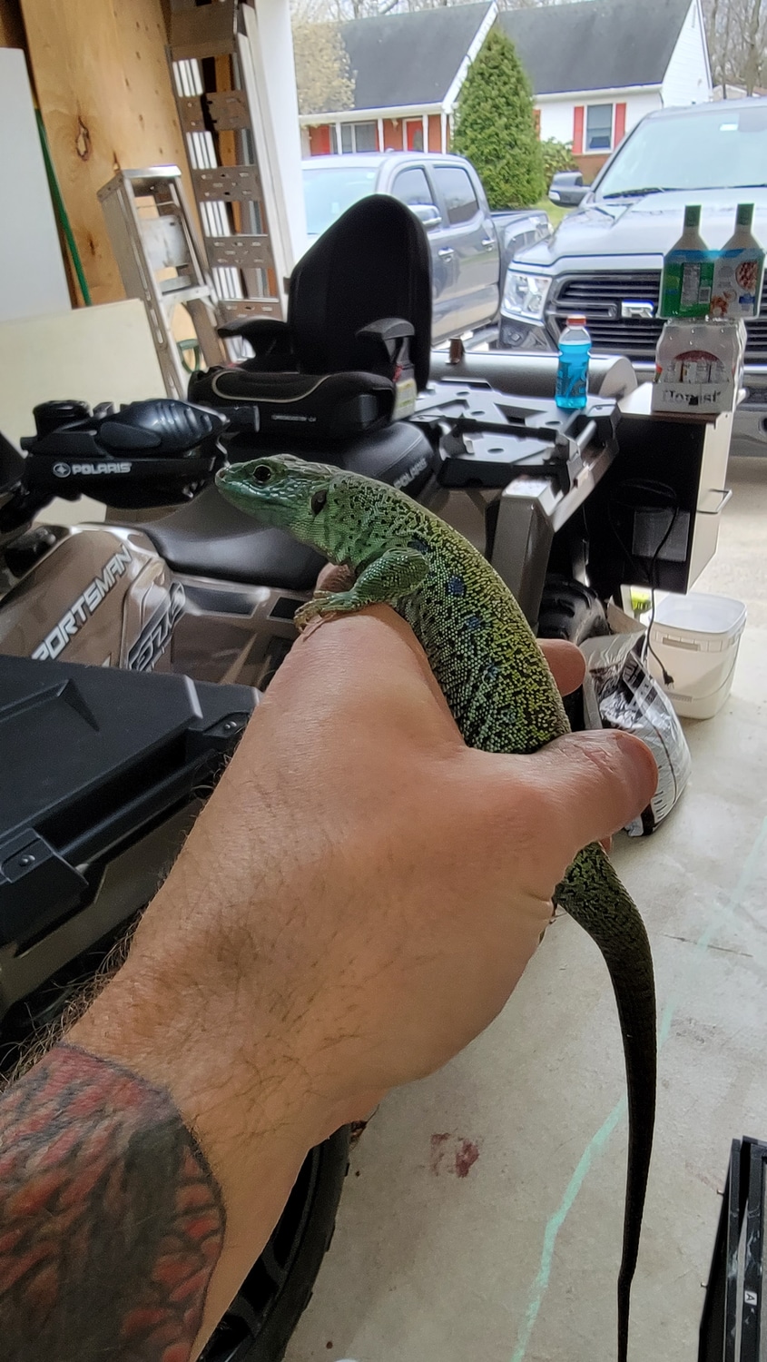 Jeweled Lacerta More Lizard by JC Reptiles - MorphMarket