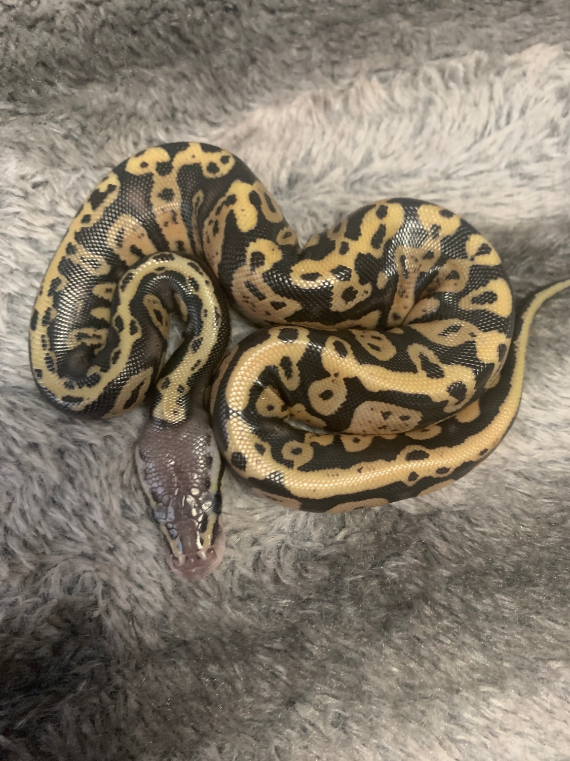 Pastel Acid Ball Python by Riso's Royals - MorphMarket