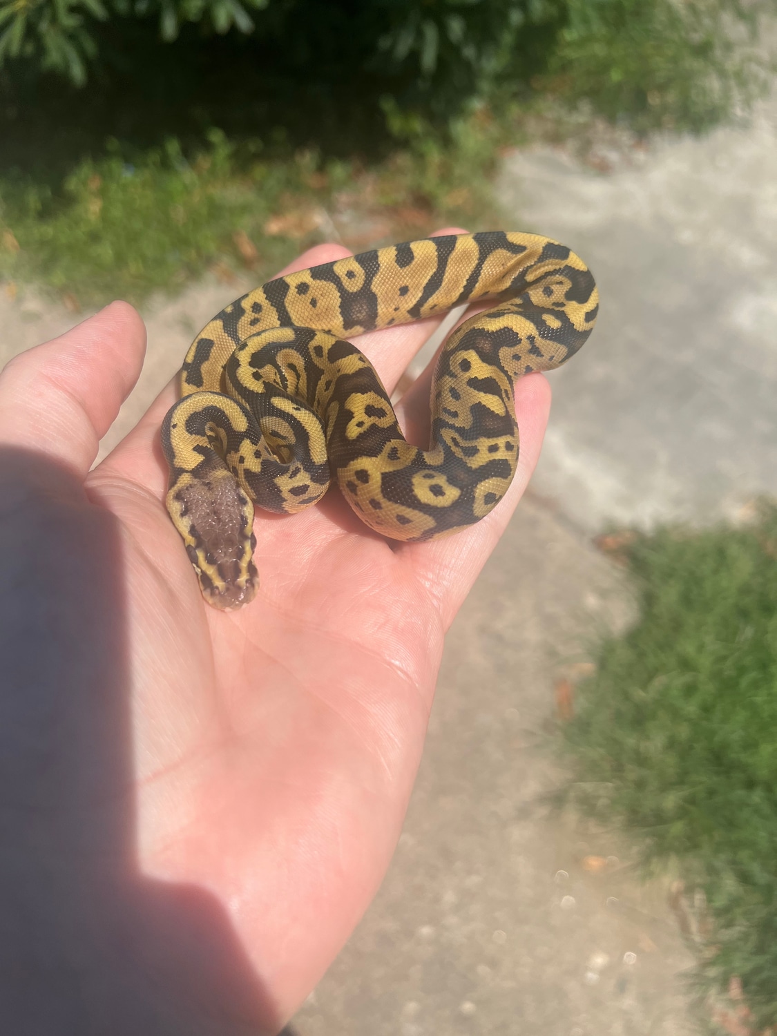 Pastel Acid 50% Het Clown Ball Python by Riso's Royals - MorphMarket