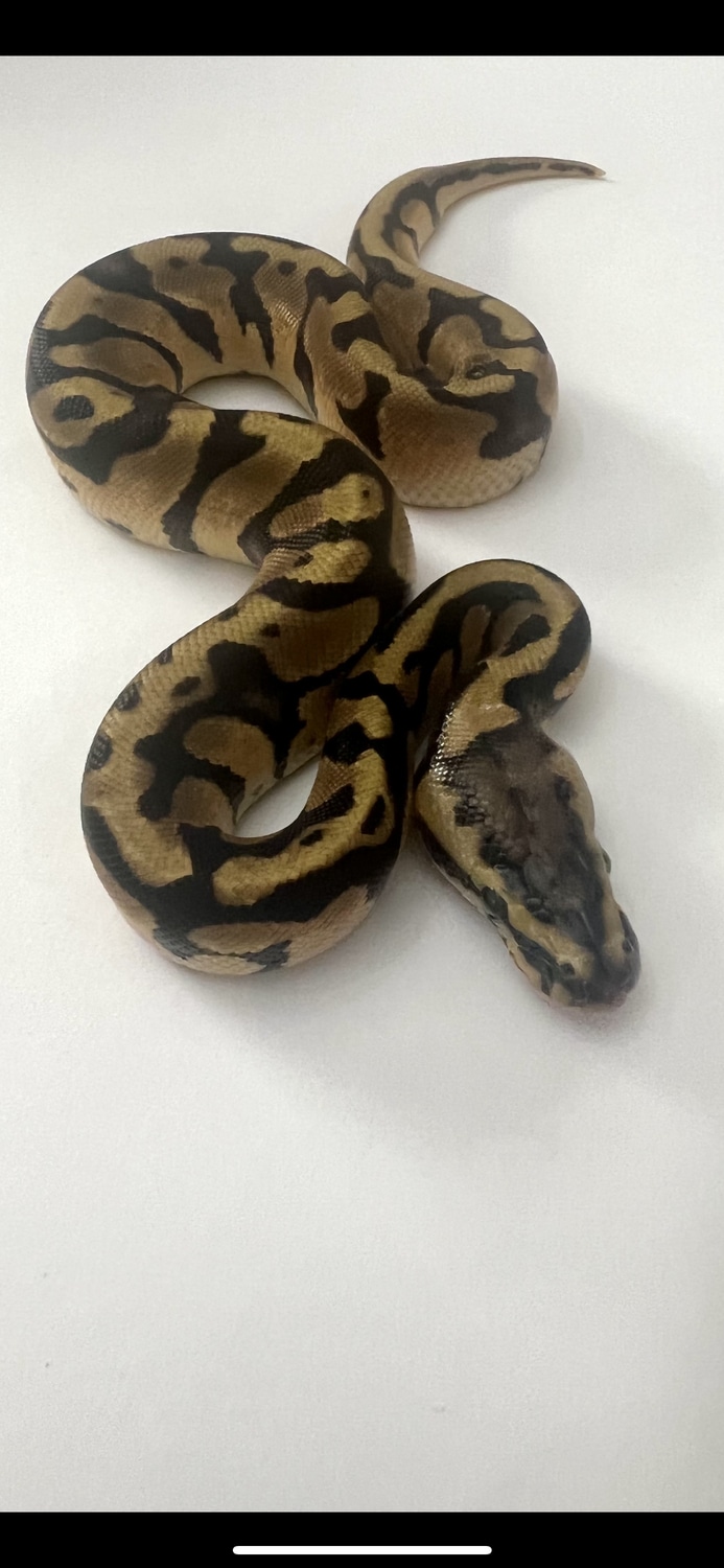 Enchi Acid Ball Python by Riso's Royals - MorphMarket
