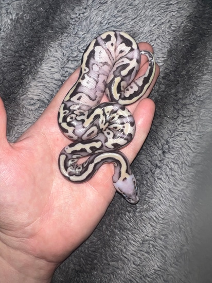 Superfly Ball Python by Riso's Royals