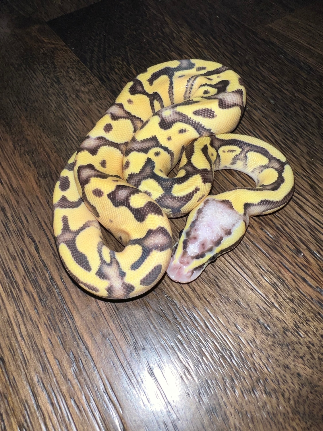 Enchi Superfly Ball Python by Riso's Royals - MorphMarket