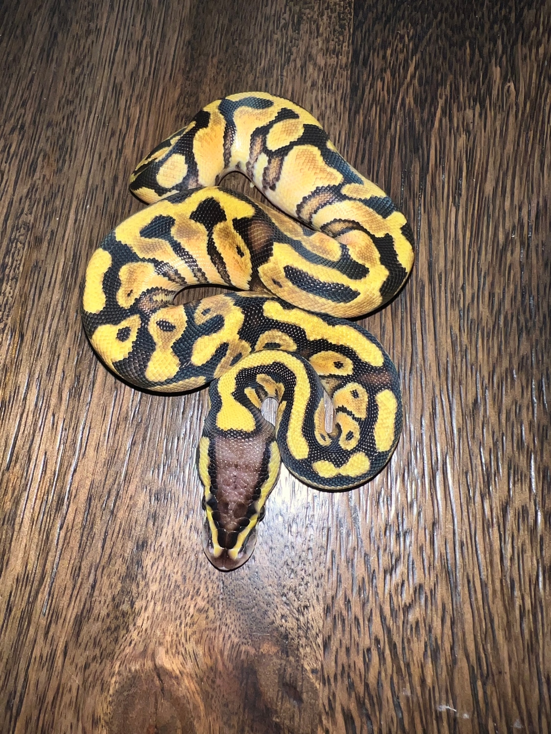 Pastel Enchi Ball Python by Riso's Royals - MorphMarket
