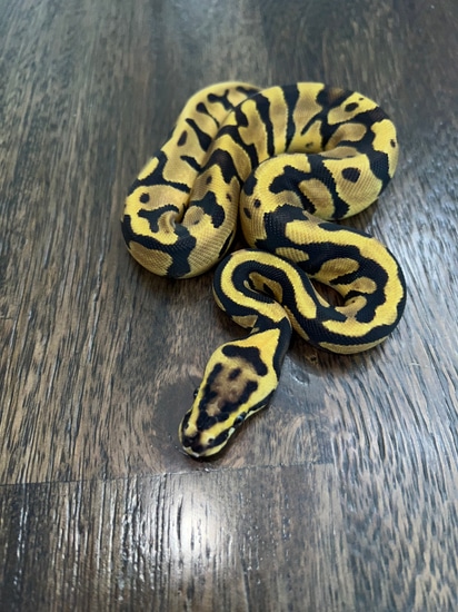 Female Enchi Acid Ball Python by Riso's Royals