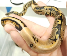 Paradox/ Chimera Ball Python by SRK Reptiles - MorphMarket
