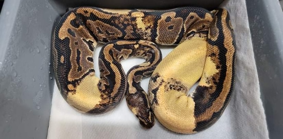 Paradox/ Chimera Ball Python by SRK Reptiles