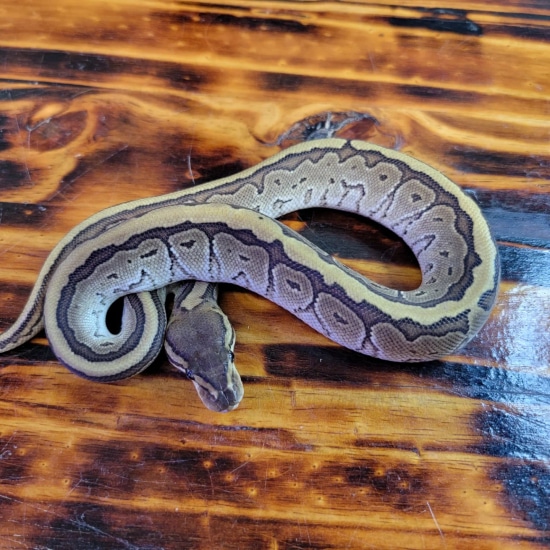 Jigsaw Ball Python by SRK Reptiles