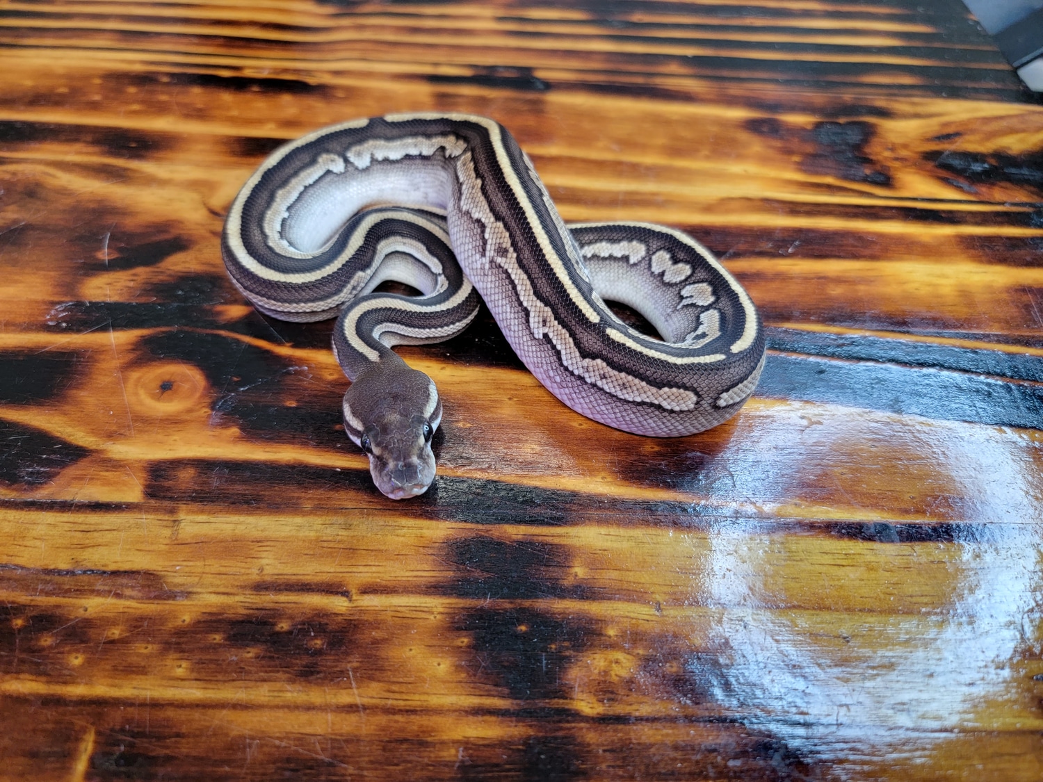 Black Pastel Mojave 66% Het Piebald Ball Python by SRK Reptiles ...