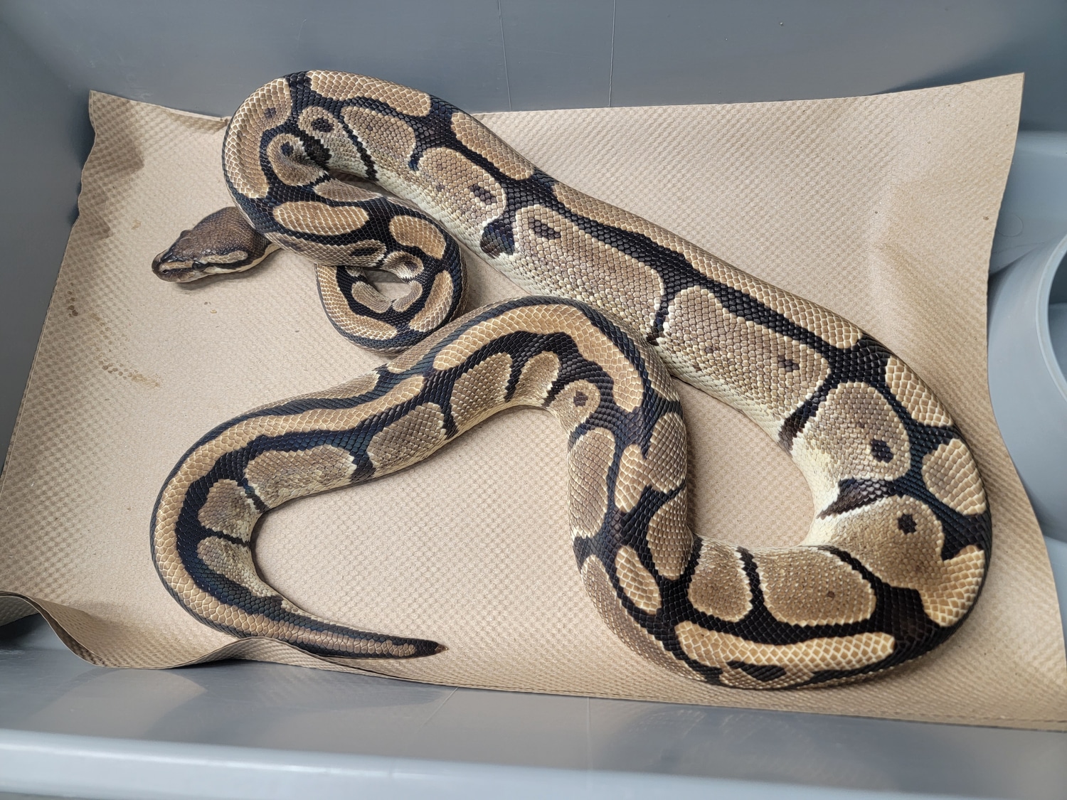Xtreme Gene Ball Python by SRK Reptiles - MorphMarket