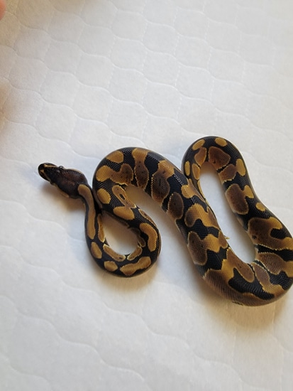 Normal Ball Python by Pythons Nest
