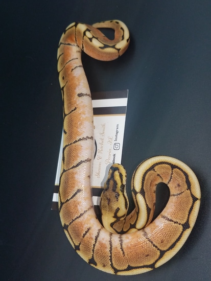 Spider Special Ball Python by Srs Exotics