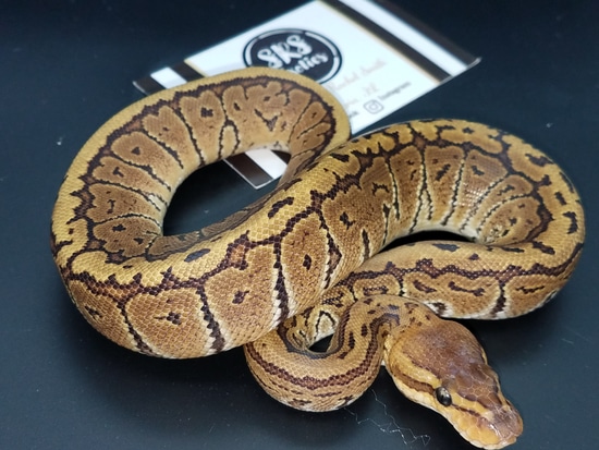 Nanny Spotnose Pinstripe Ball Python by Srs Exotics