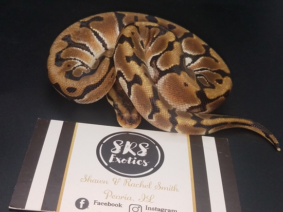 Hidden Gene Woma Het Clown Ball Python by Srs Exotics