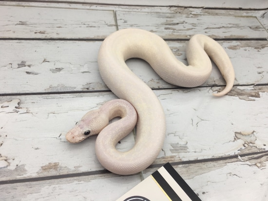 Bamboo Russo Poss Black Pastel Ball Python by Srs Exotics