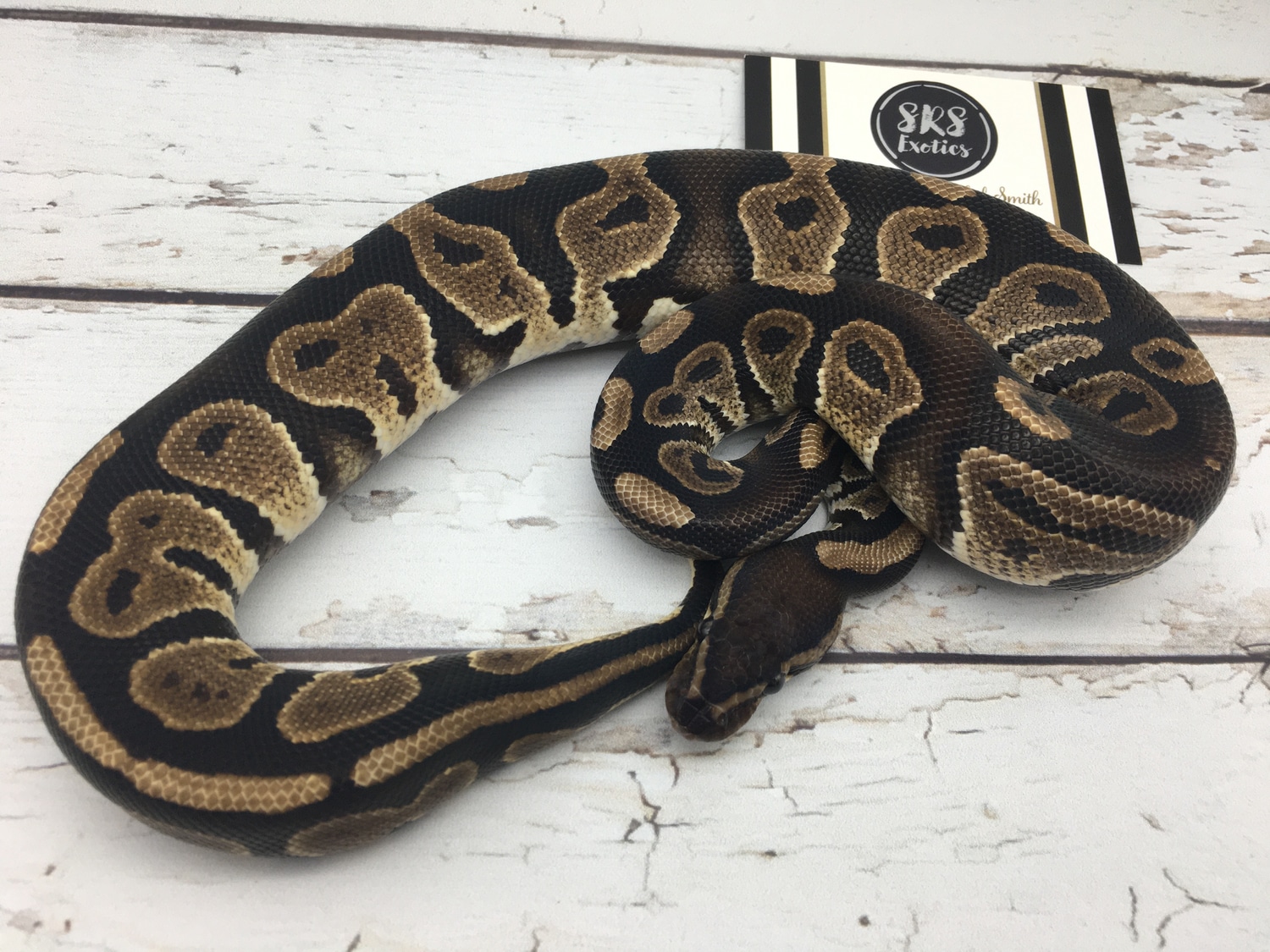 Raven Ball Python by Srs Exotics - MorphMarket