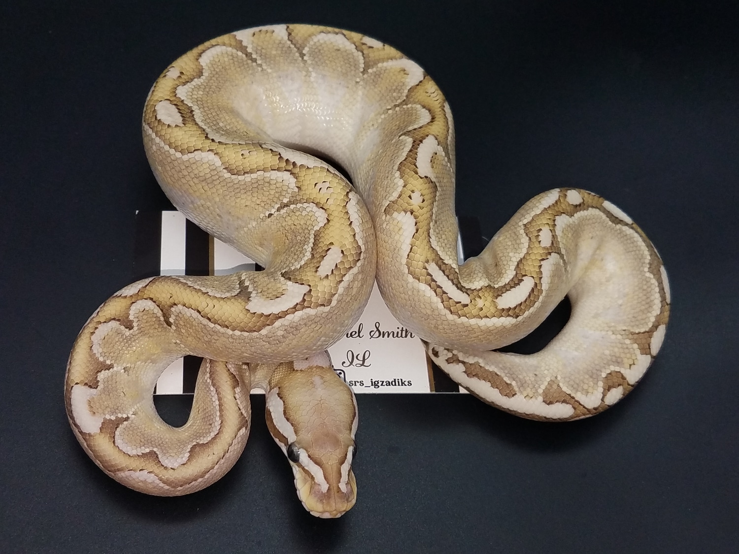 Bamboo Pastel Spark Ball Python by Srs Exotics - MorphMarket
