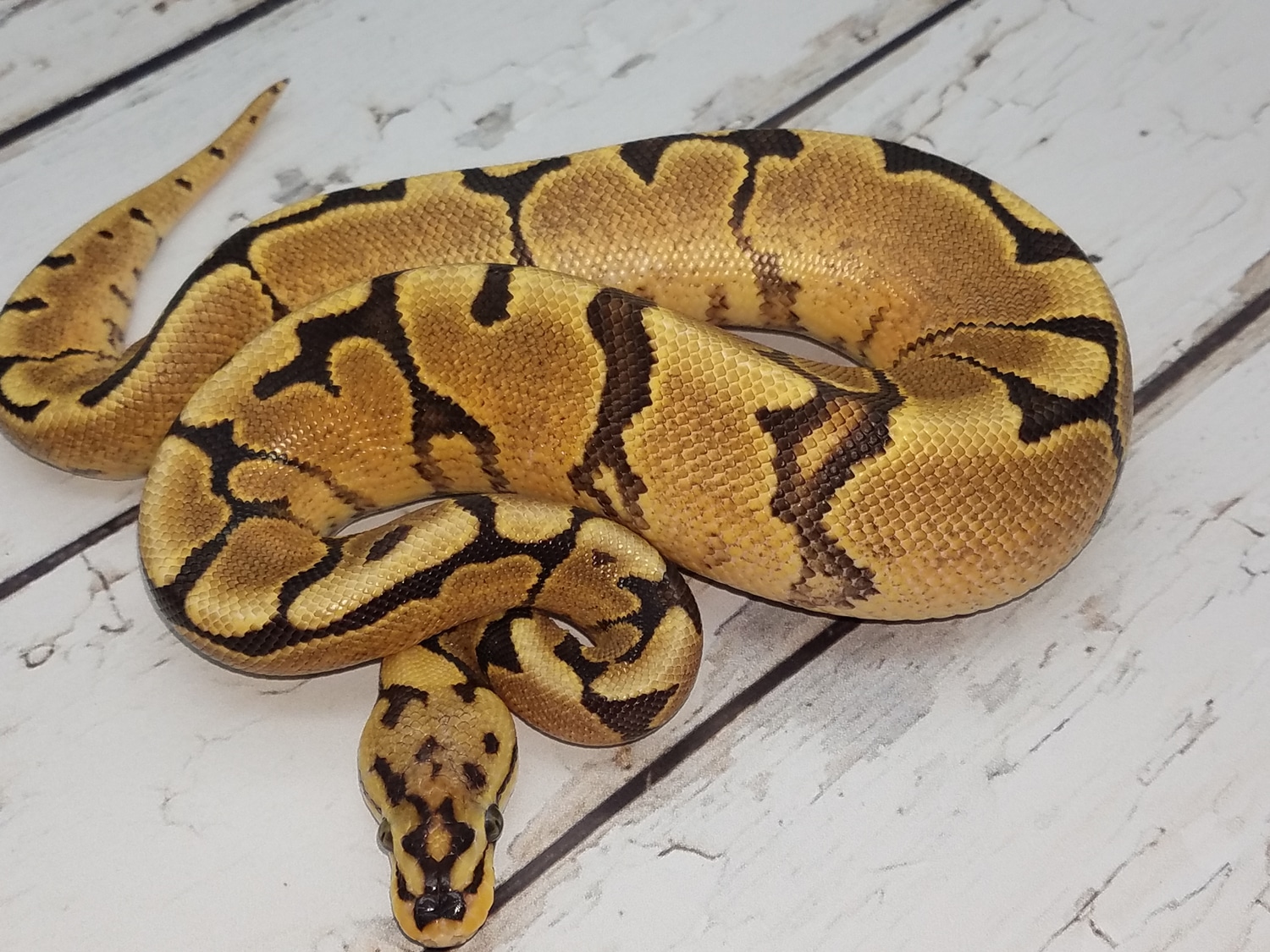 Spider Yellowbelly Enchi Ball Python by Srs Exotics - MorphMarket