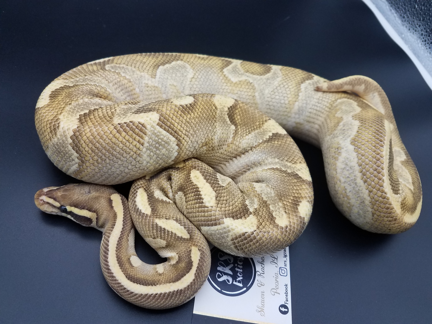 Mochi Yb/od Ball Python by Srs Exotics - MorphMarket