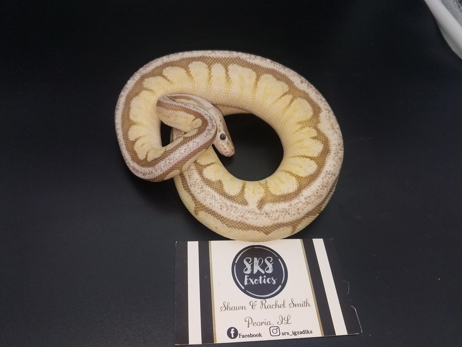 Cypress Bumblebee Honey Ball Python by Srs Exotics - MorphMarket