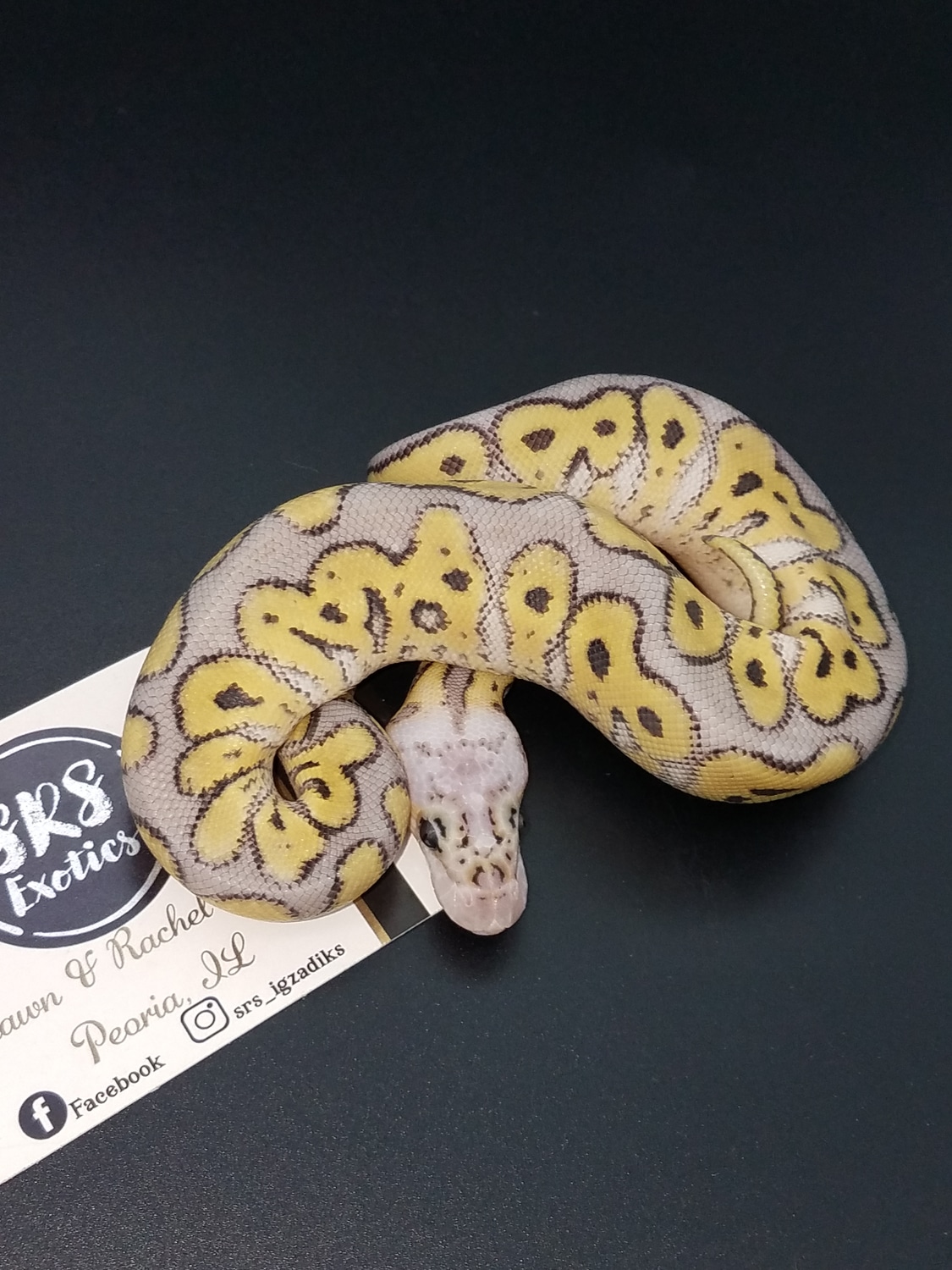 Superfly Clown Ball Python by Srs Exotics - MorphMarket
