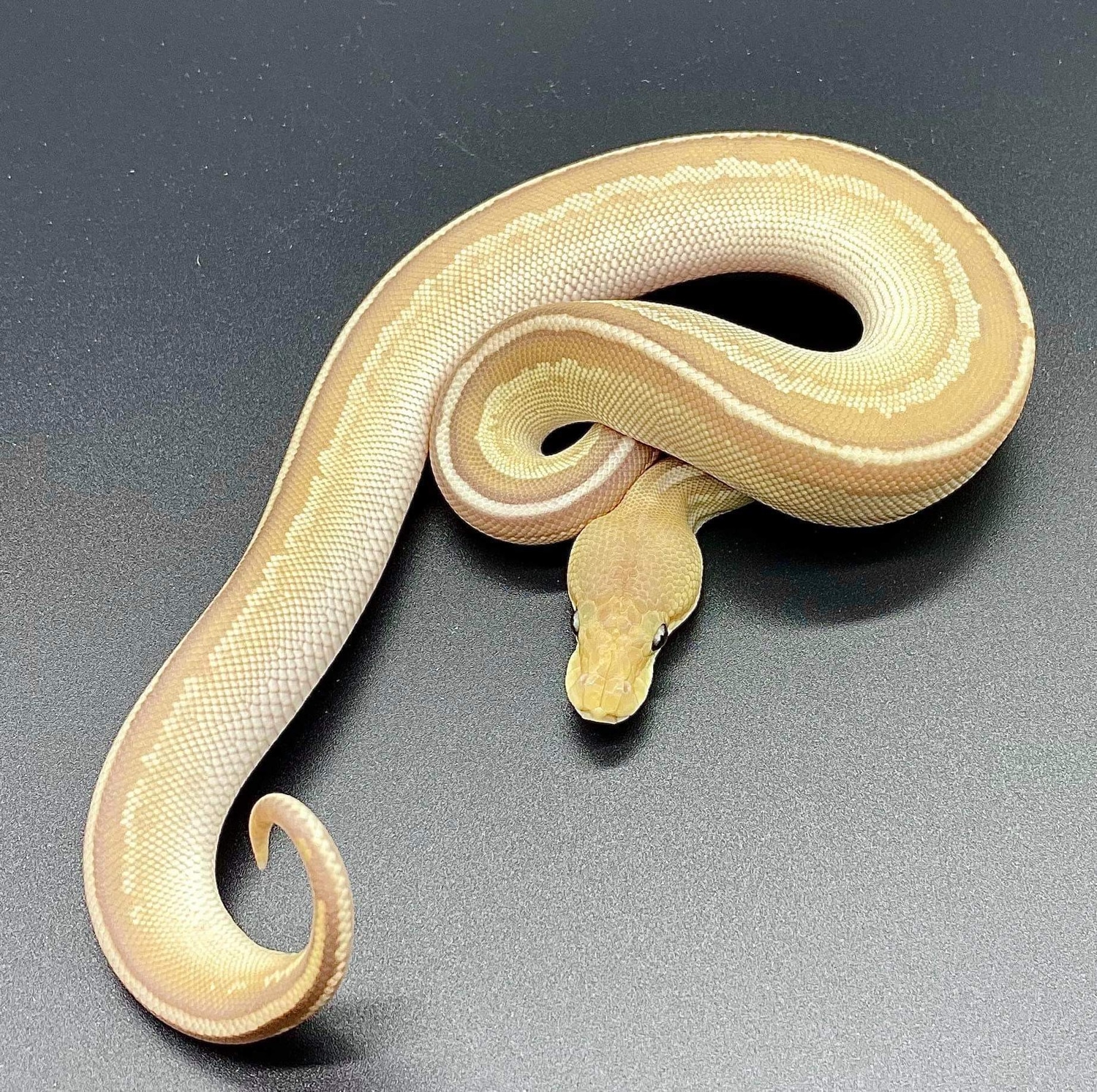 Black Pastel Banana Bongo Ball Python by Srs Exotics - MorphMarket
