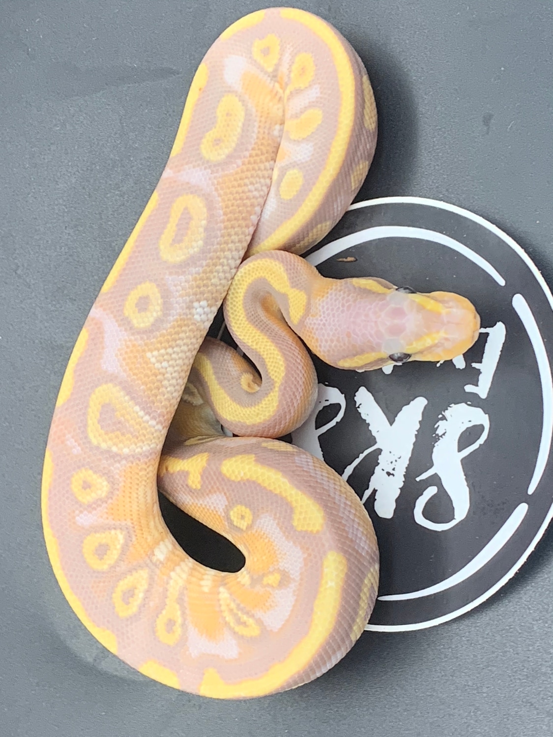 Banana Mojave Yellowbelly Ball Python by Srs Exotics - MorphMarket