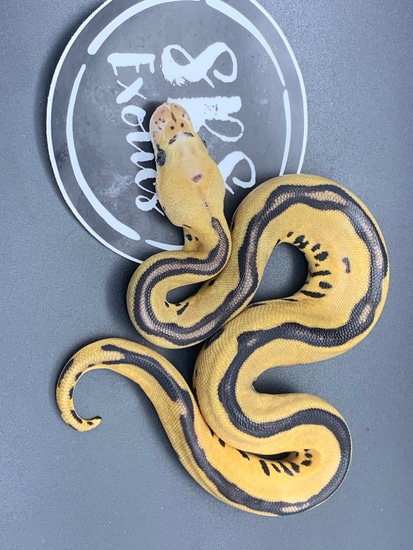 Pastel Leopard Blade Clown Scaleless Head Ball Python by Srs Exotics