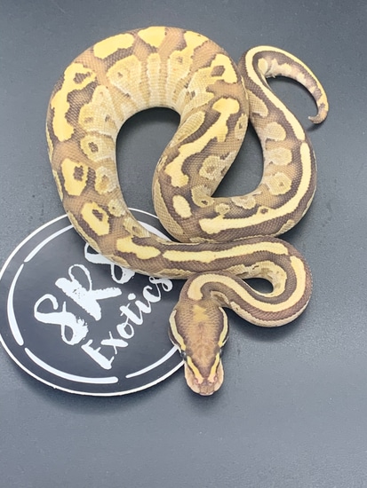 Butter Fire Ball Python by Srs Exotics
