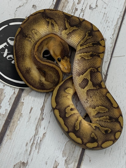 Blackhead Champagne Lesser Ball Python by Srs Exotics