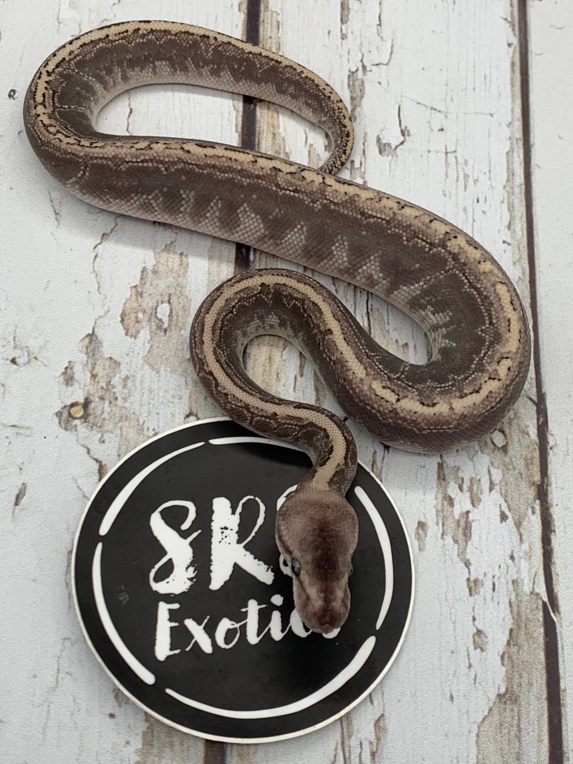 Bamboo Pinstripe Mahogany Poss Leopard Ball Python by Srs Exotics - MorphMarket